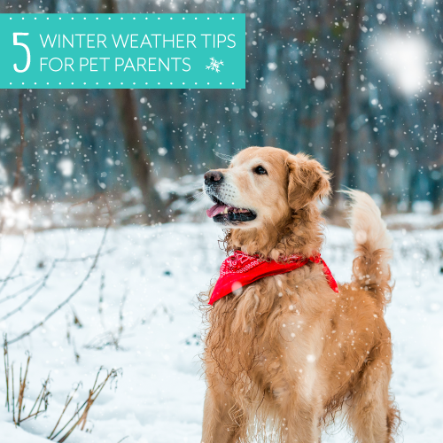 5 Winter Weather Tips For Pet Parents