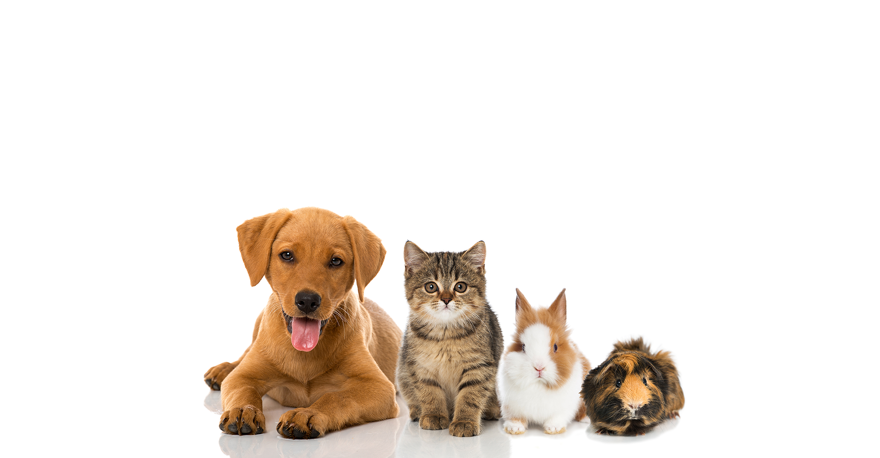 Contact | Best Friends Pet Care | Chicago, IL